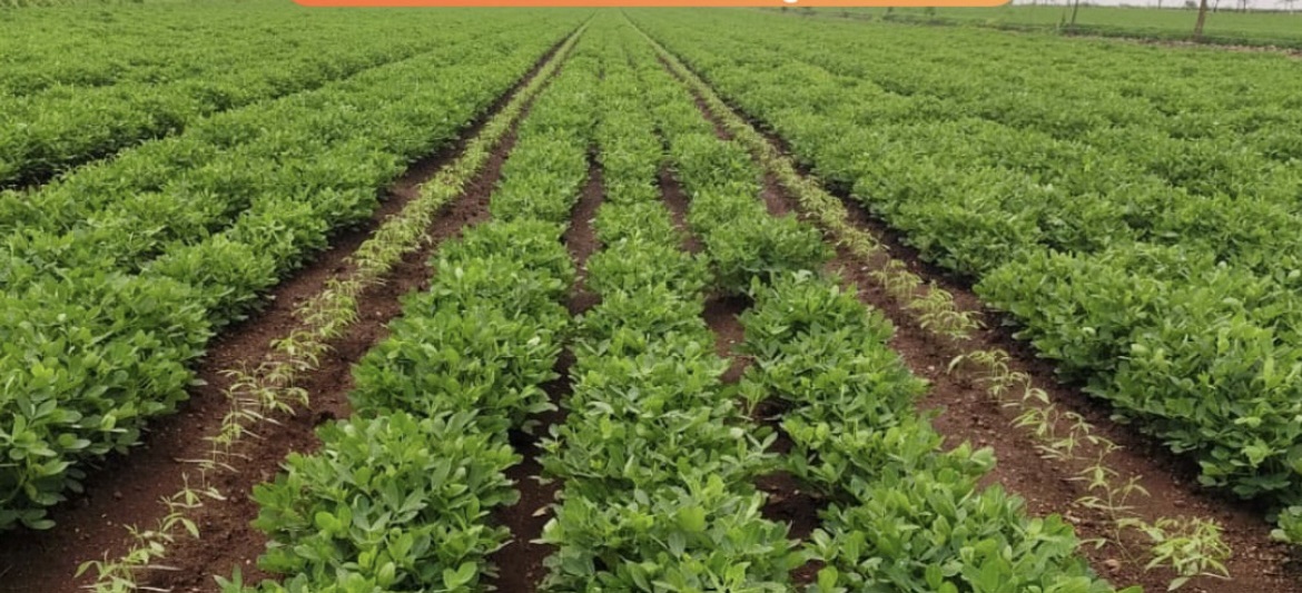 આંતરપાક પદ્ધતિ: એક ઉત્તમ કૃષિ અભિગમ | Intercropping Method In ...